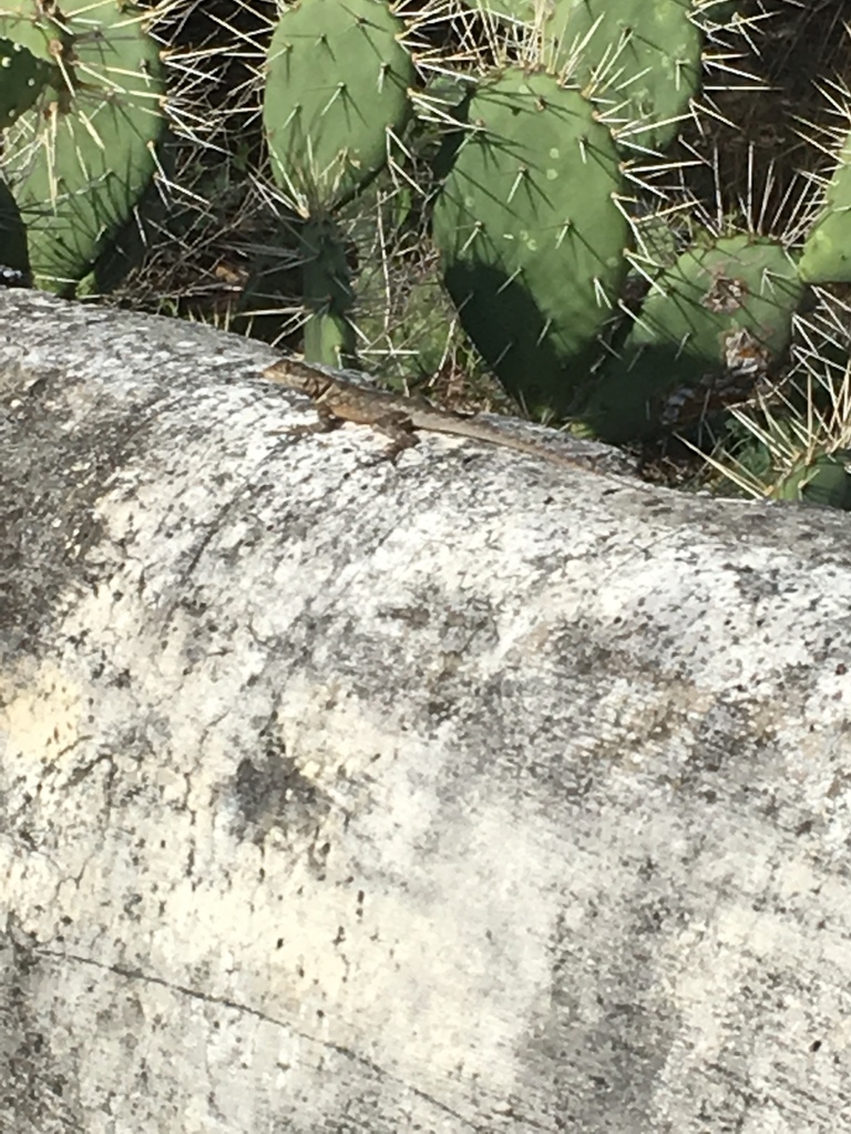 Peters' Lava Lizard from Lic. Diego Bautista Urban, Mochima, Anzoátegui ...