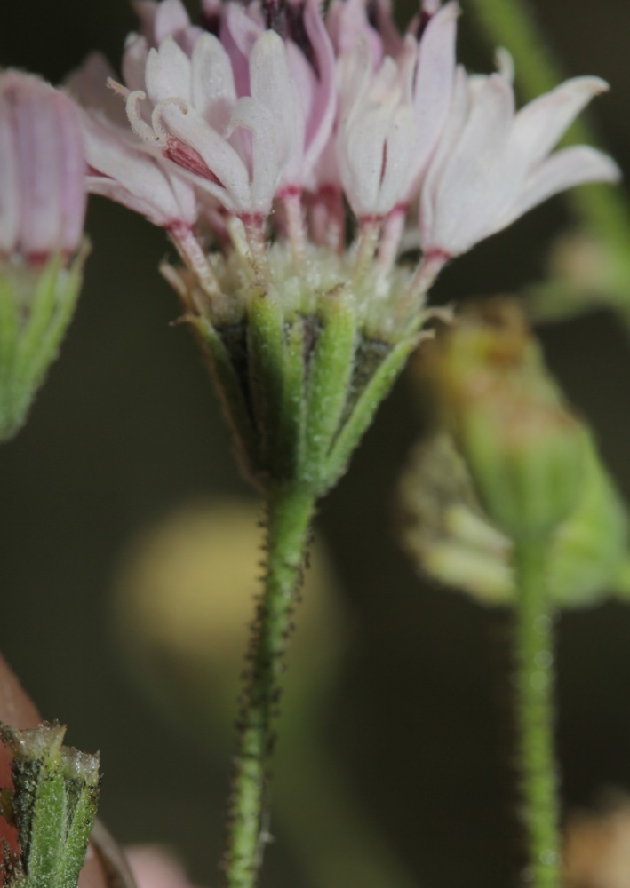 Small Palafox from Val Verde County, TX, USA on October 17, 2016 at 05: ...