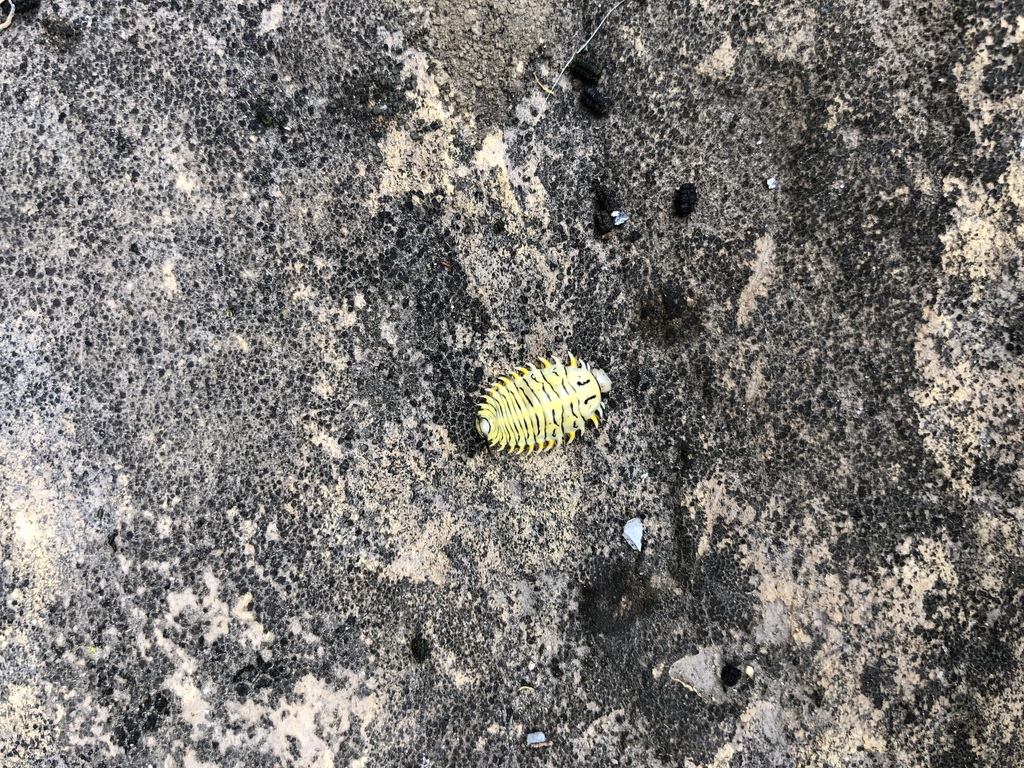 Wild Olive Tortoise Beetle from Calle Leonardo Da Vinci, Guadalupe, NL ...