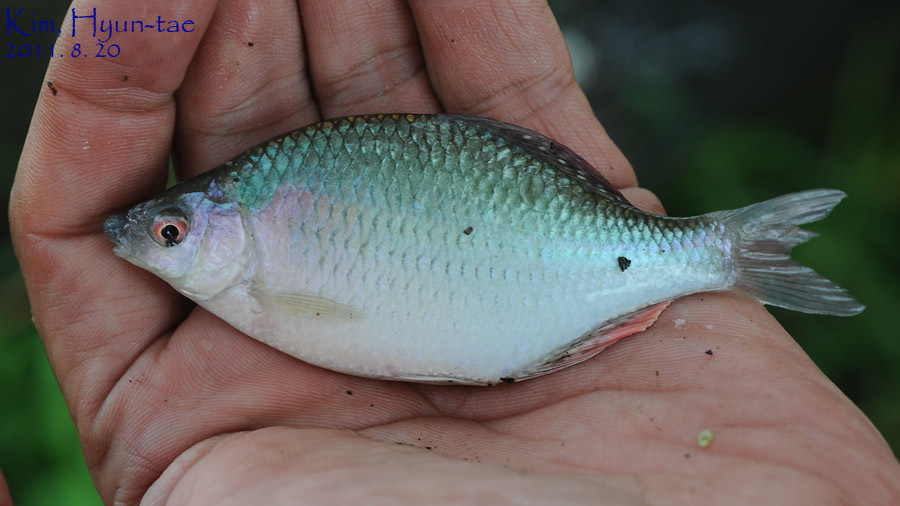 Korean Oily Bitterling (Tanakia koreensis) - Marine Life Identification