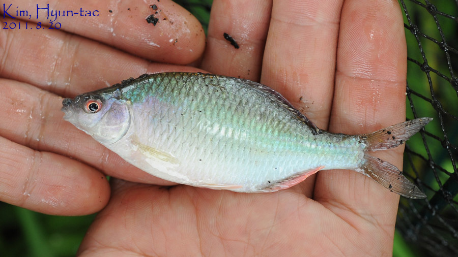 Korean Oily Bitterling (Tanakia koreensis) - Marine Life Identification