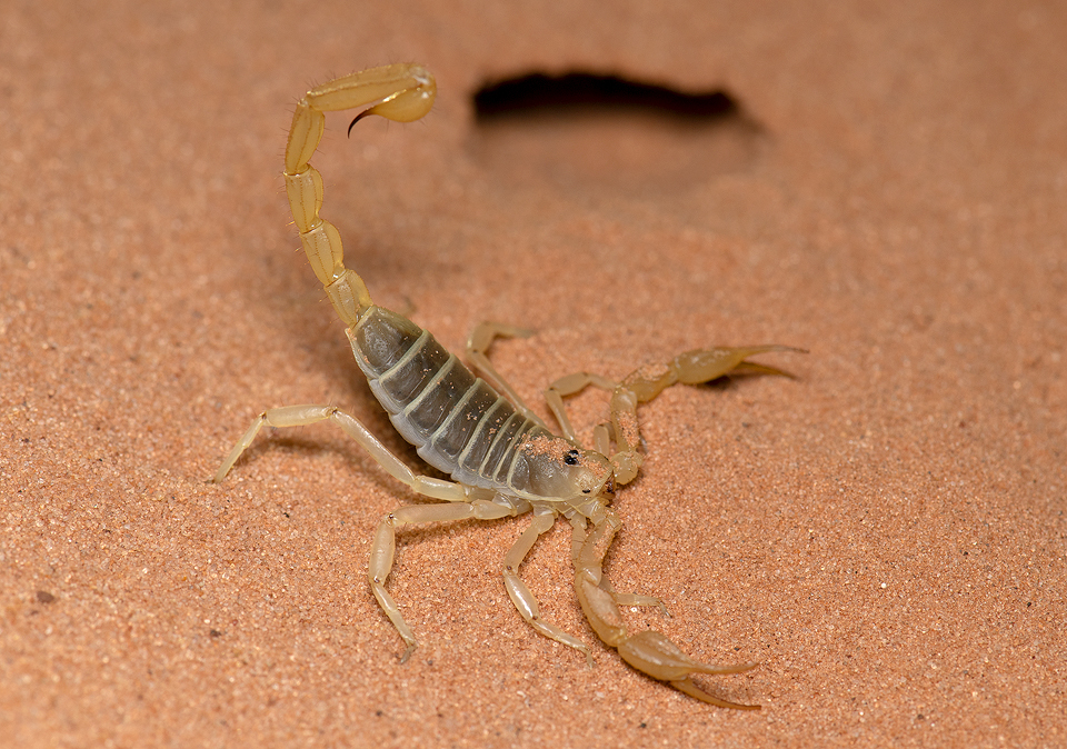 eastern sand scorpion from Emery County, UT, USA on May 15, 2019 at 10: ...