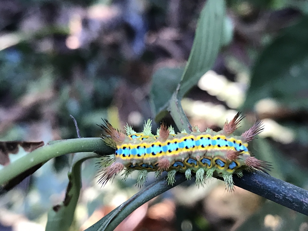 Setora postornata from 北屯區, TW on November 9, 2019 at 03:57 PM by 李明泰 ...