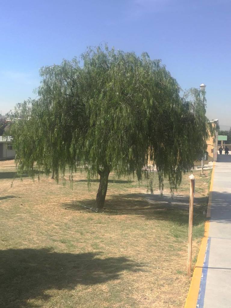 Peruvian Pepper Tree from ITESI Irapuato Gto on November 23, 2016 by ...