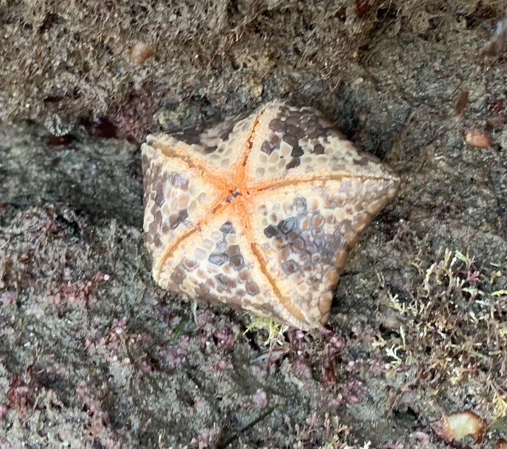 Common Biscuit Star from Long Island Passage, Cape Barren Island, TAS ...