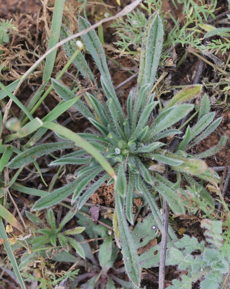 Little Cat's-Eye (Plants of John Martin Reservoir State Park) · iNaturalist