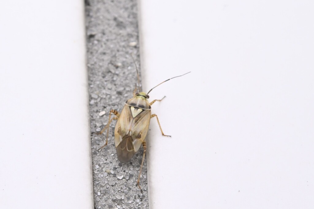 Lygus Bugs from 北海道網走市潮見 Shiomi, Abashiri, Hokkaido, Japan on August 22 ...