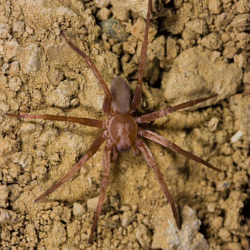 Titiotus californicus from Briones Regional Park, Contra Costa County ...