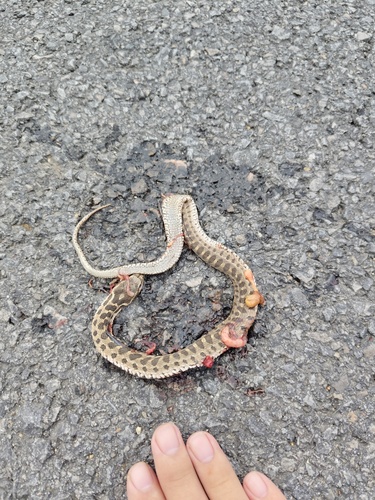 Père David's Ratsnake (Elaphe davidi) - Snakes and Lizards