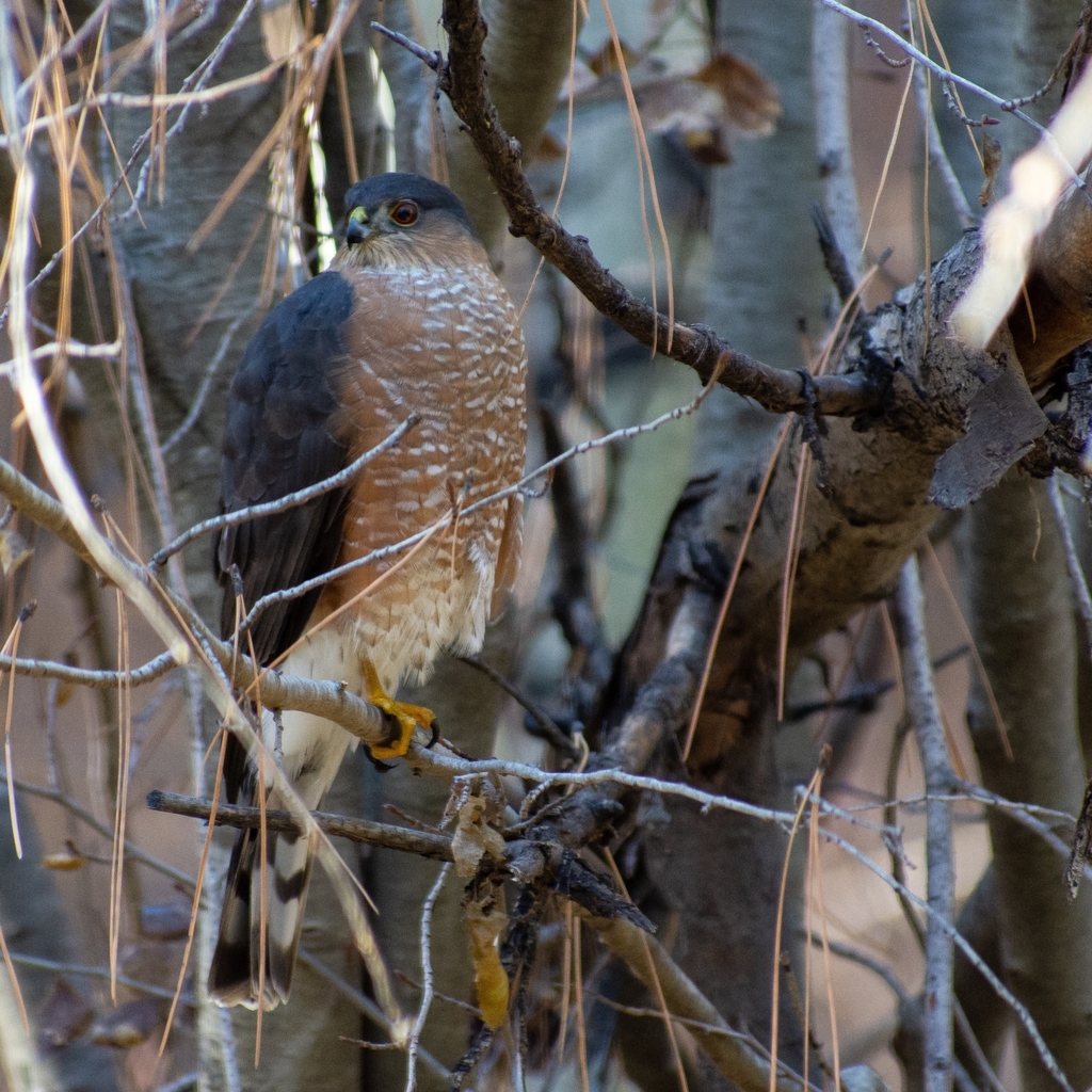Sharp-shinned Hawk from Bend, OR 97702, USA on November 9, 2019 at 10: ...