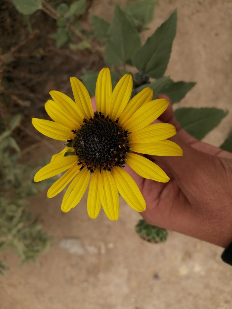Common Sunflower from García, N.L., México on November 9, 2019 at 01:30 ...