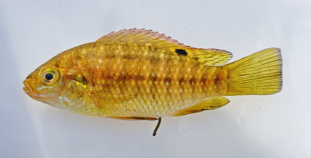 Banded Tilapia from North-Western, ZM on August 30, 2025 at 11:26 AM by ...