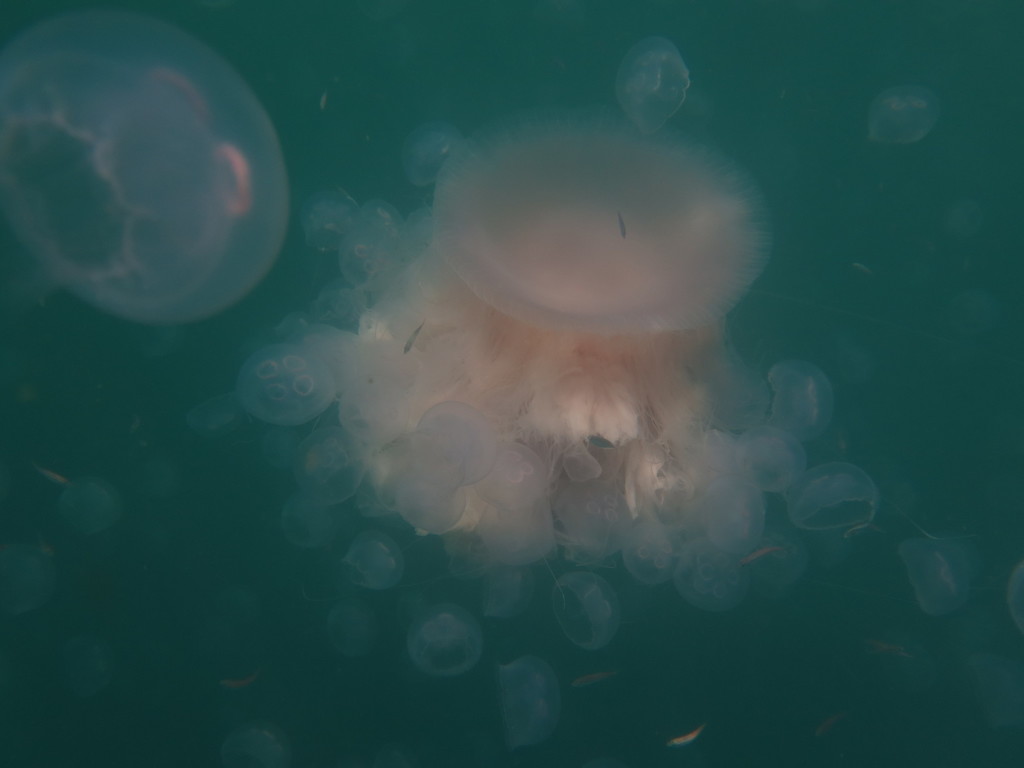 Pink Meanie (Jellyfish, Hydrozoans, and Comb Jellies of the United ...