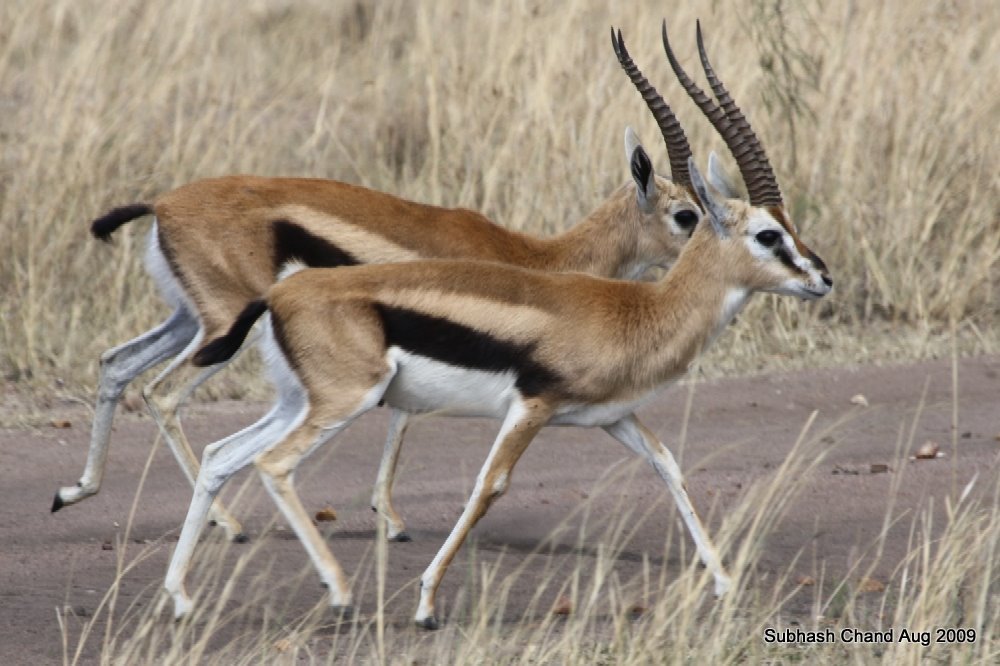 Thomson's Gazelle from Masai Mara National Reserve, Kenya on August 17 ...