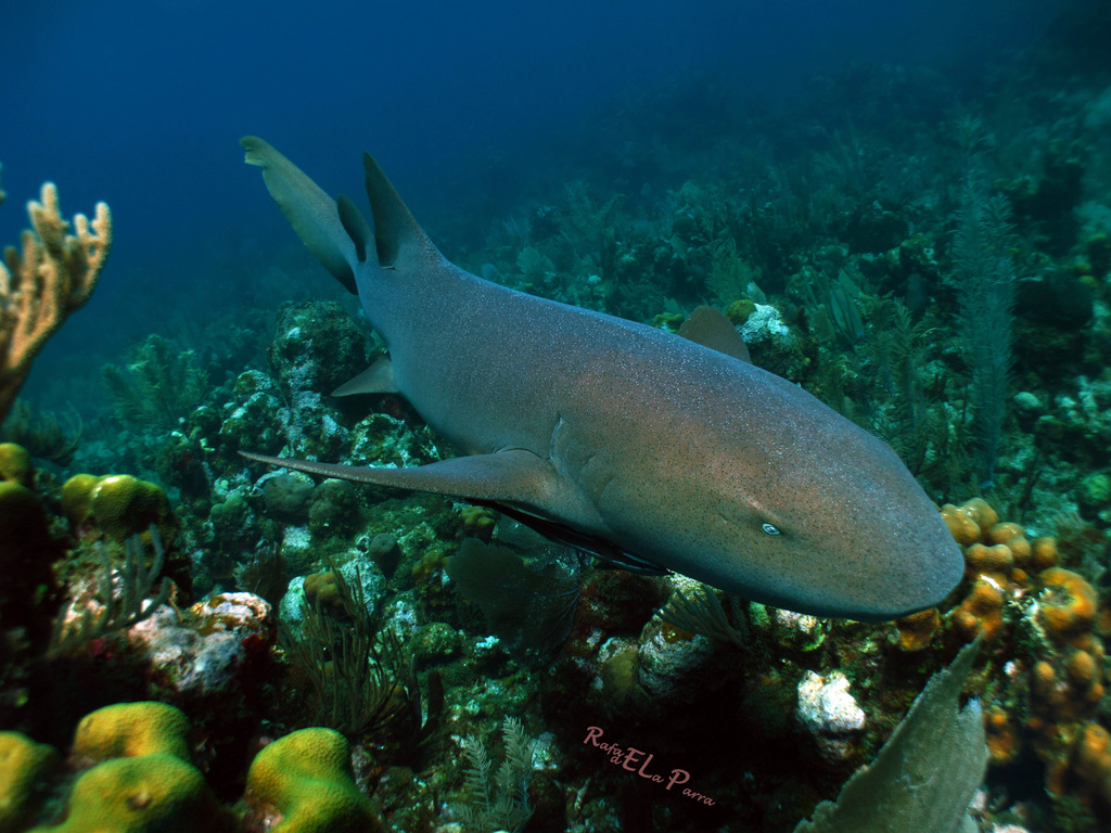 Nurse Shark (Marine Fishes of the Gulf of California ) · iNaturalist