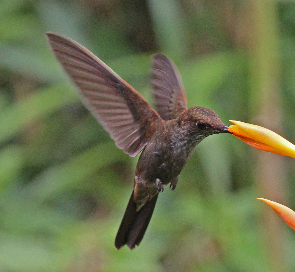 Bronzy Inca (Birds of Chicaque) · iNaturalist