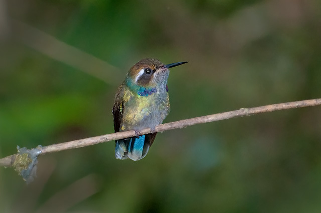 Wedge-billed Hummingbird (Birds of Peru - Aves del Perú) · iNaturalist