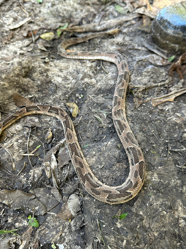 Painted Lancehead (Bothrops diporus) - Snakes and Lizards
