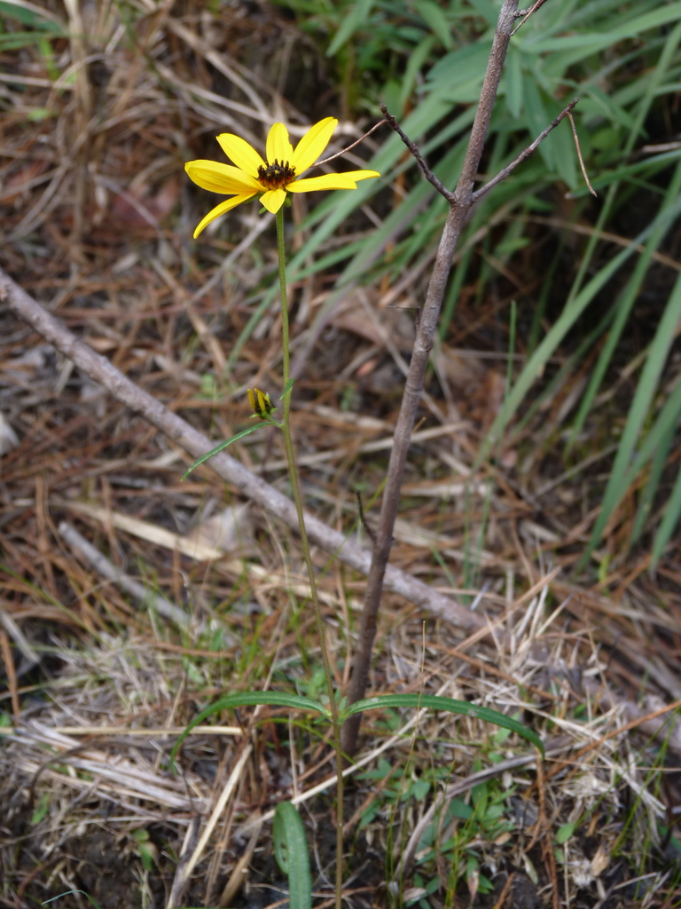 narrowleaf sunflower in November 2019 by Nate Hartley · iNaturalist