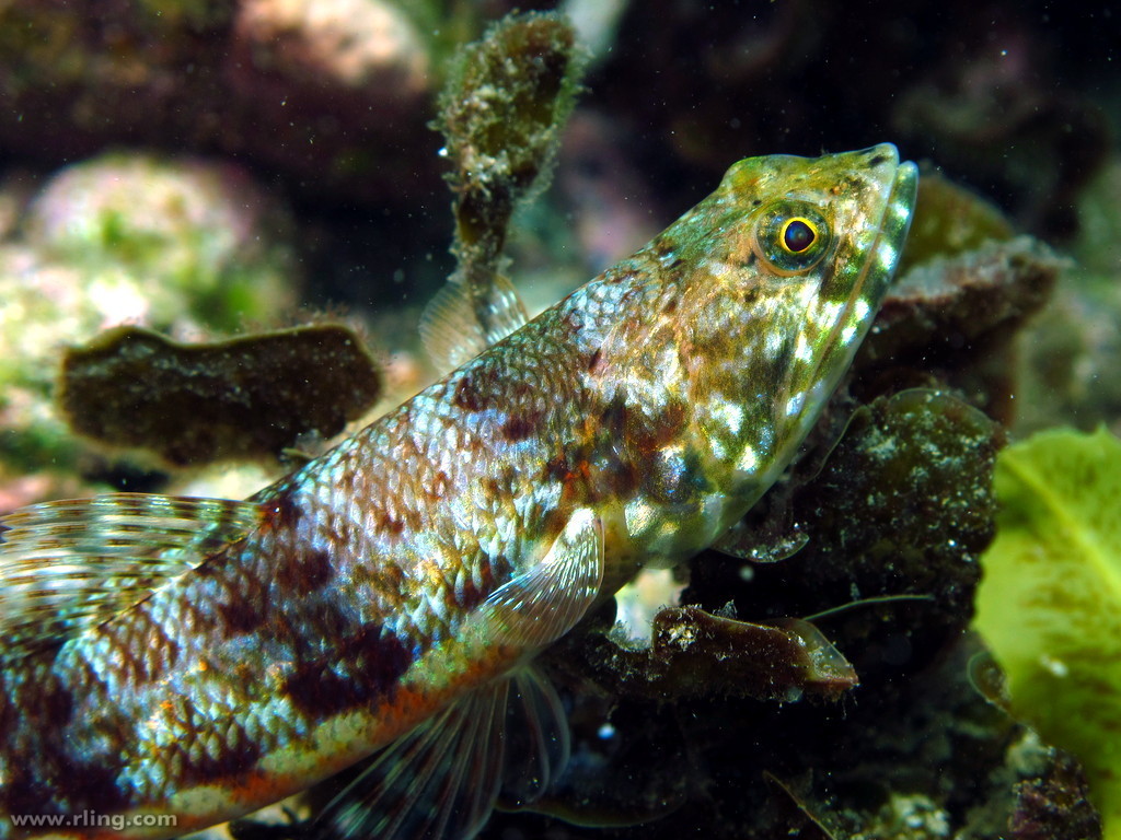 Lizardfishes (Synodontidae) - Marine Life Identification