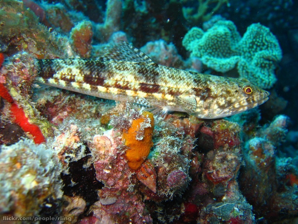 Lizardfishes (Synodontidae) - Marine Life Identification