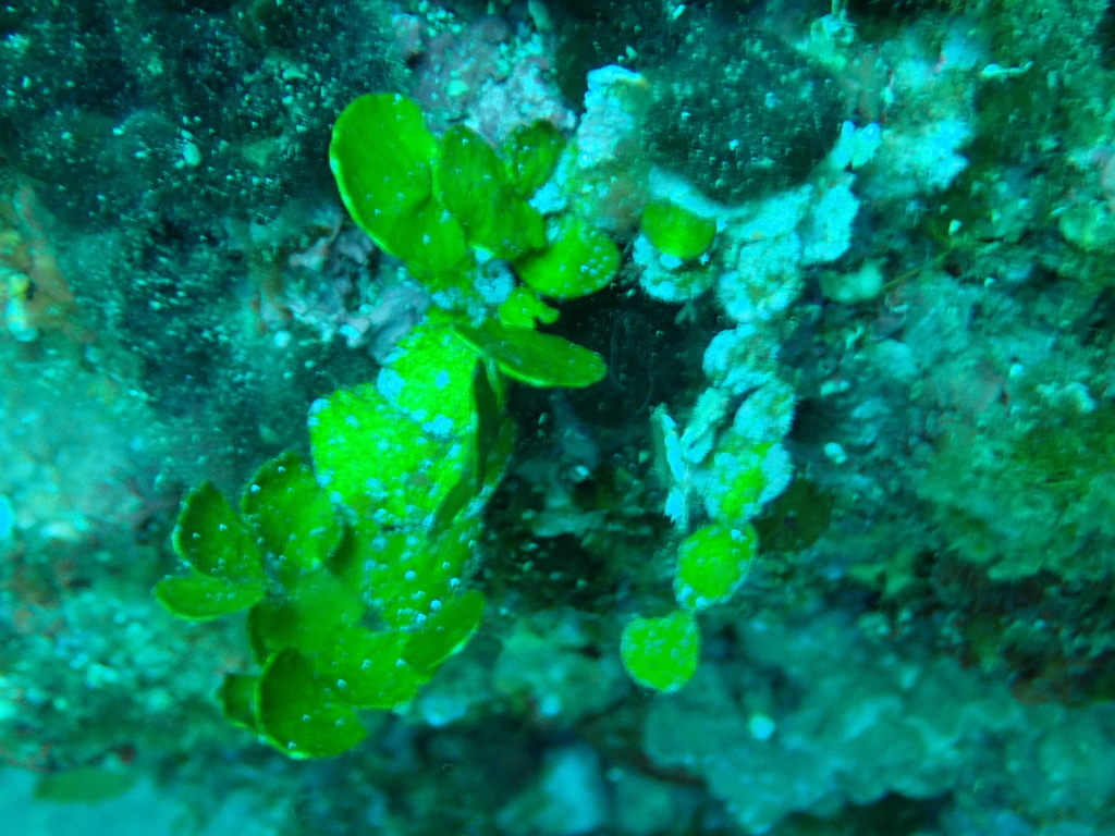 (Halimeda) - Botanical Realm