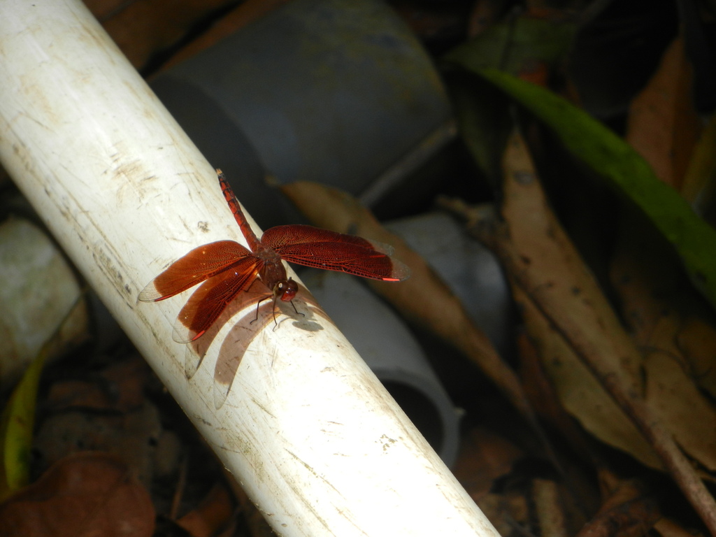 Indonesian Red-winged Dragonfly from green school bali on October 14 ...