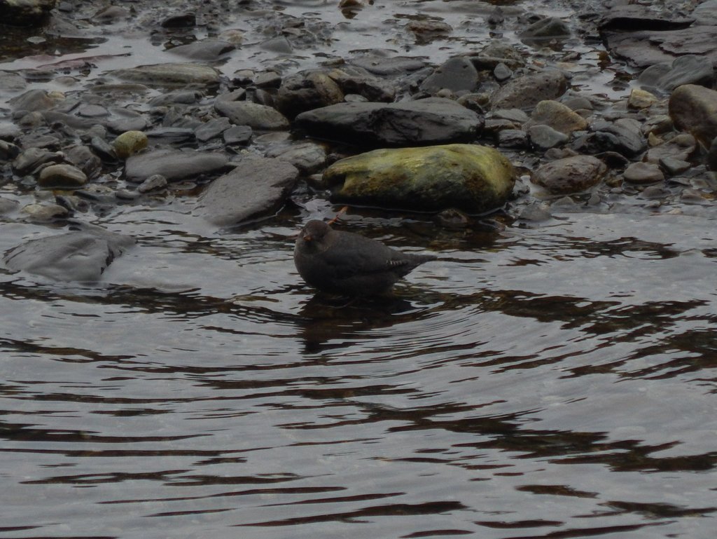 American Dipper from Sitka, AK, USA on October 28, 2019 at 10:04 AM by ...