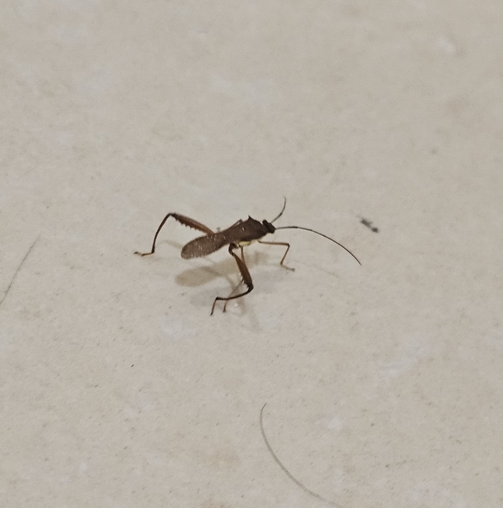 Riptortus linearis from 457-1 Kagamizu, Naha, Okinawa 901-0142, Japan ...
