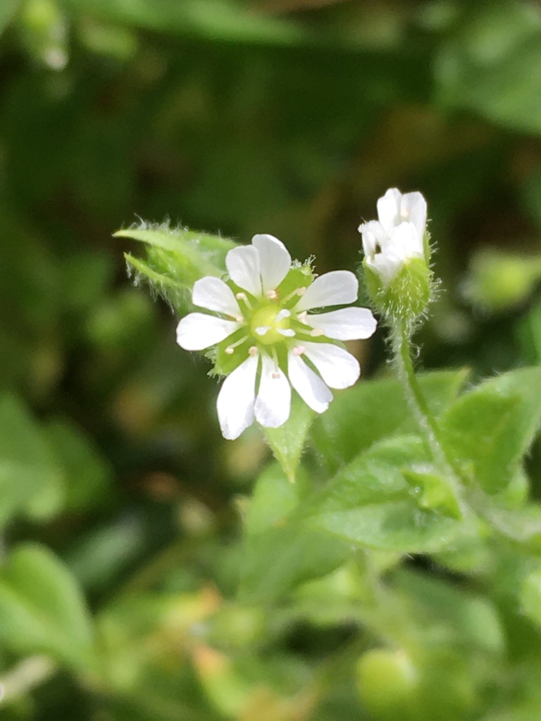 Mexican Chickweed (Wildlife and Wildflowers of Texas - Plants Pt.2 ...