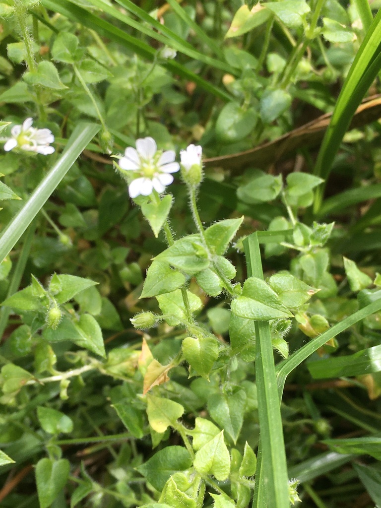 Mexican Chickweed (Wildlife and Wildflowers of Texas - Plants Pt.2 ...