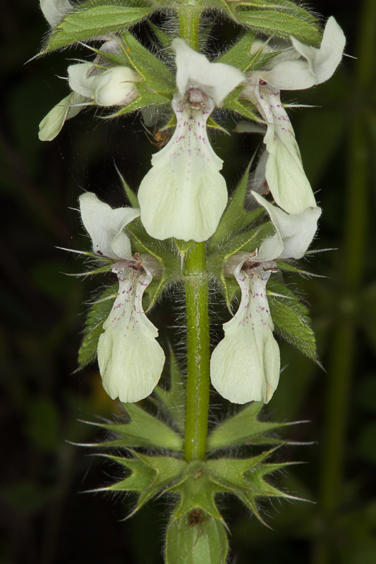 Stachys ocymastrum (Tenerife Plants Lamiales) · iNaturalist