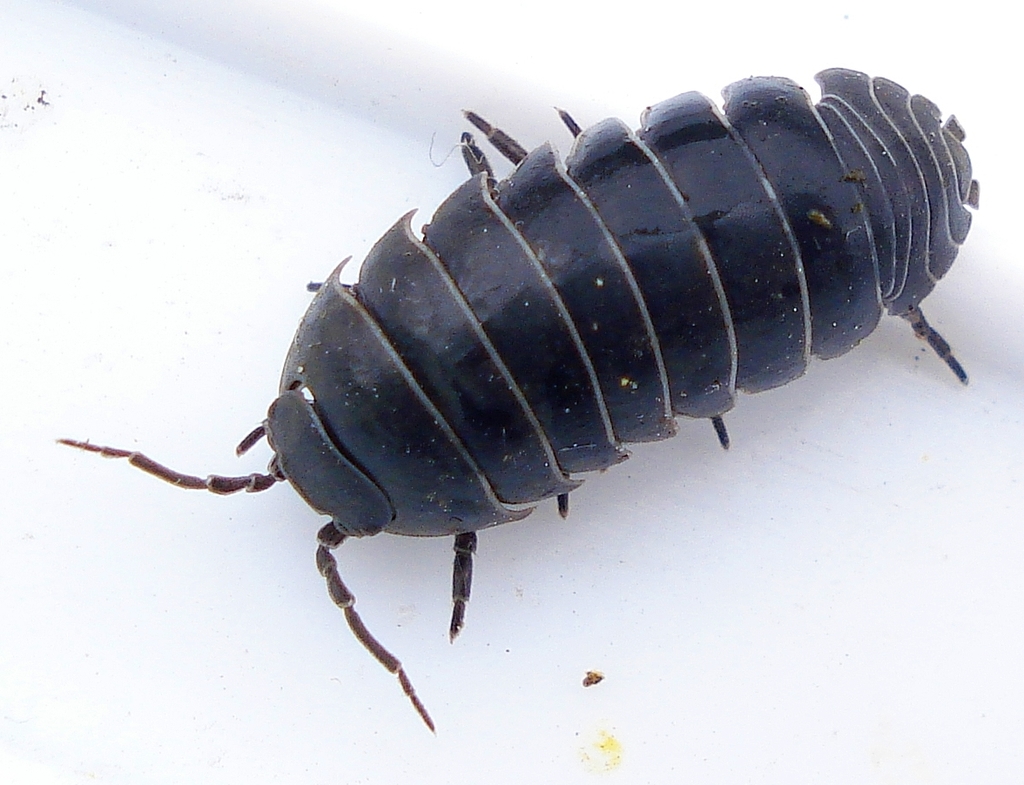 Woodlice and Pillbugs (Suborder Oniscidea) (Black Mountain Nature: Bugs ...