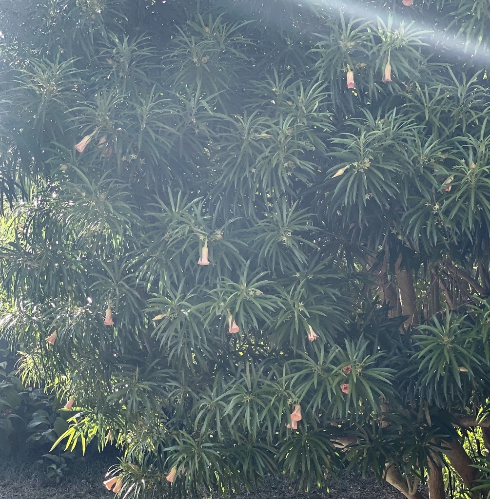 Be-still tree from Triolet, Pamplemousses, MU on November 8, 2019 at 04 ...