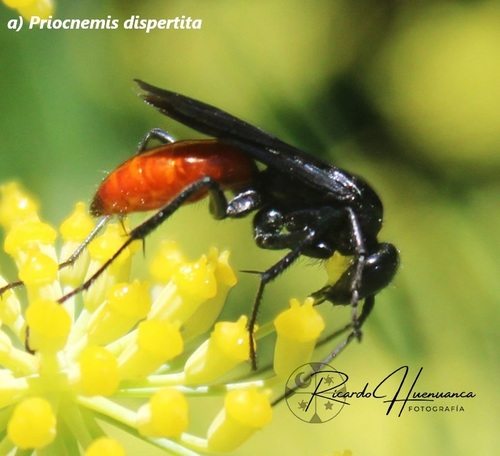 Priocnemis dispertita · iNaturalist