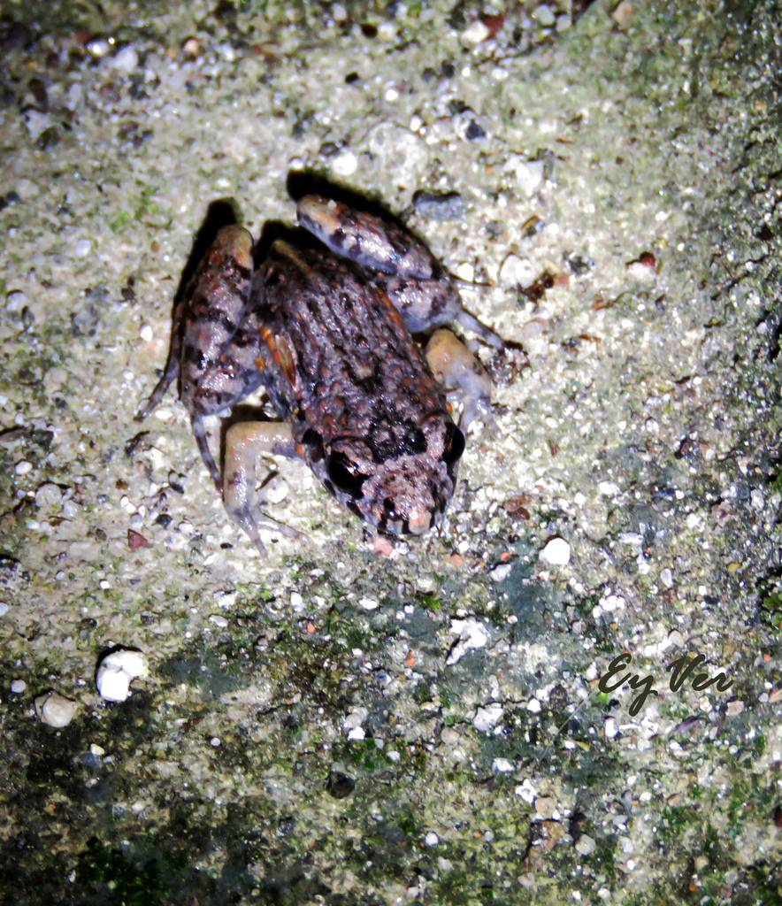 Cocha Chirping Frog from Orito, Putumayo, Colombia on November 08, 2019 ...