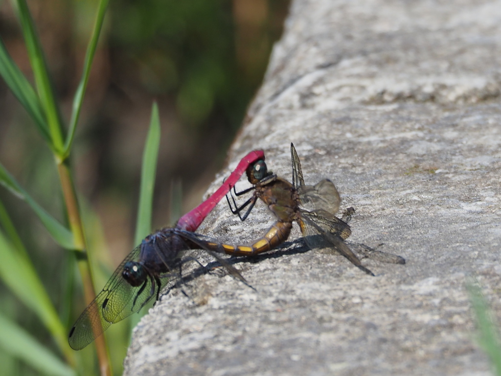 Common Red Skimmer from 台灣新竹縣 on November 6, 2019 at 09:58 AM by 葉子 ...