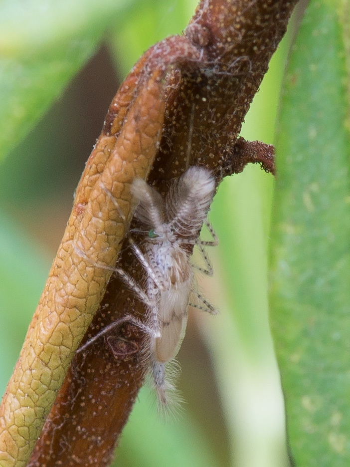 Phantom Midges (Aquatic macroinvertebrates in Iowa) · iNaturalist