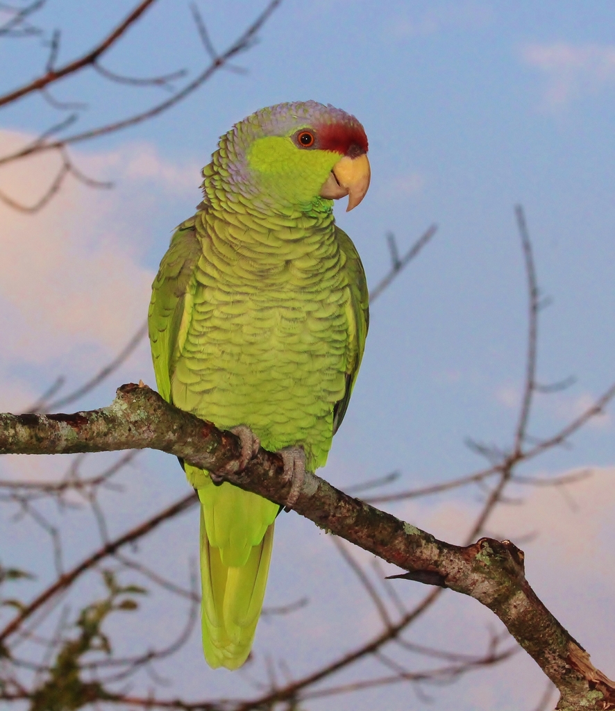 Lilac-crowned Parrot in December 2015 by Chuck Gates · iNaturalist