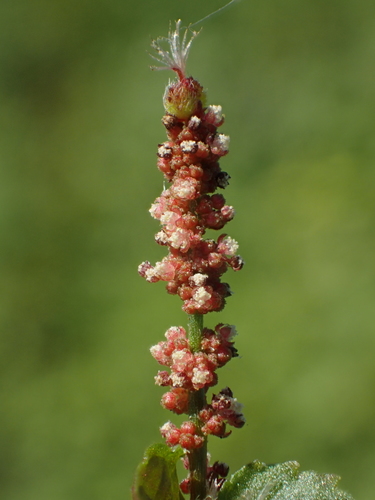 Subtribe Acalyphinae · iNaturalist