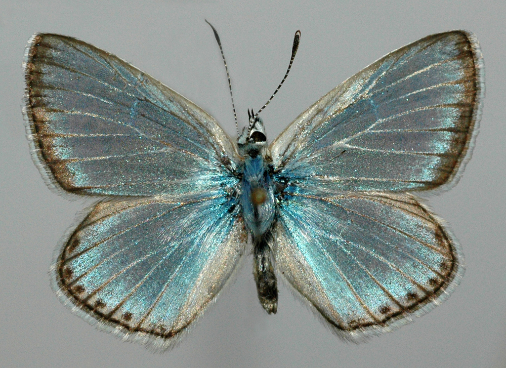 Polyommatus eros boisduvalii from Соль-Илецкий р-н, Оренбургская обл ...