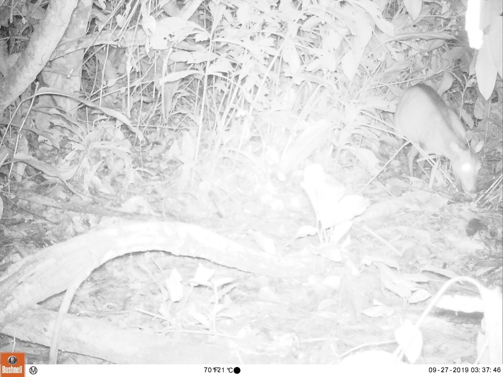 Bay Duiker (Cephalophus dorsalis) - Know Your Mammals