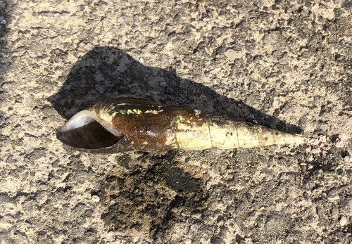 Yellow Chopstick Snail (Stenomelania plicaria) · iNaturalist