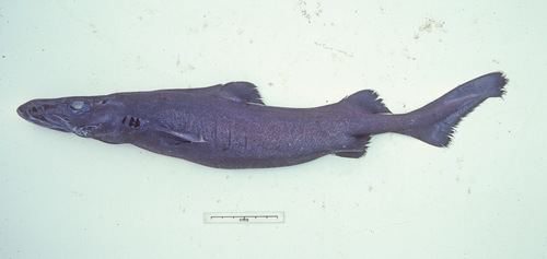 Longnose Velvet Dogfish (Centroselachus crepidater) · iNaturalist