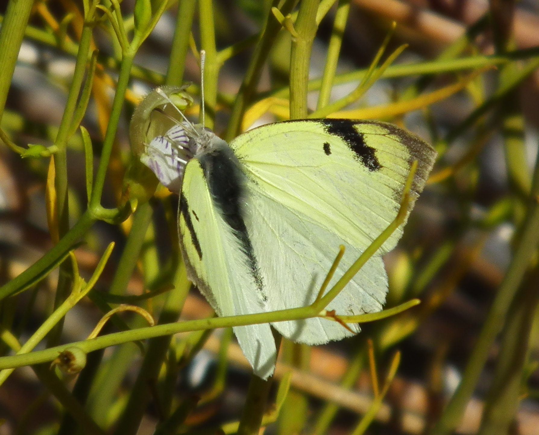 Teracolus subfasciatus Swainson, 1833