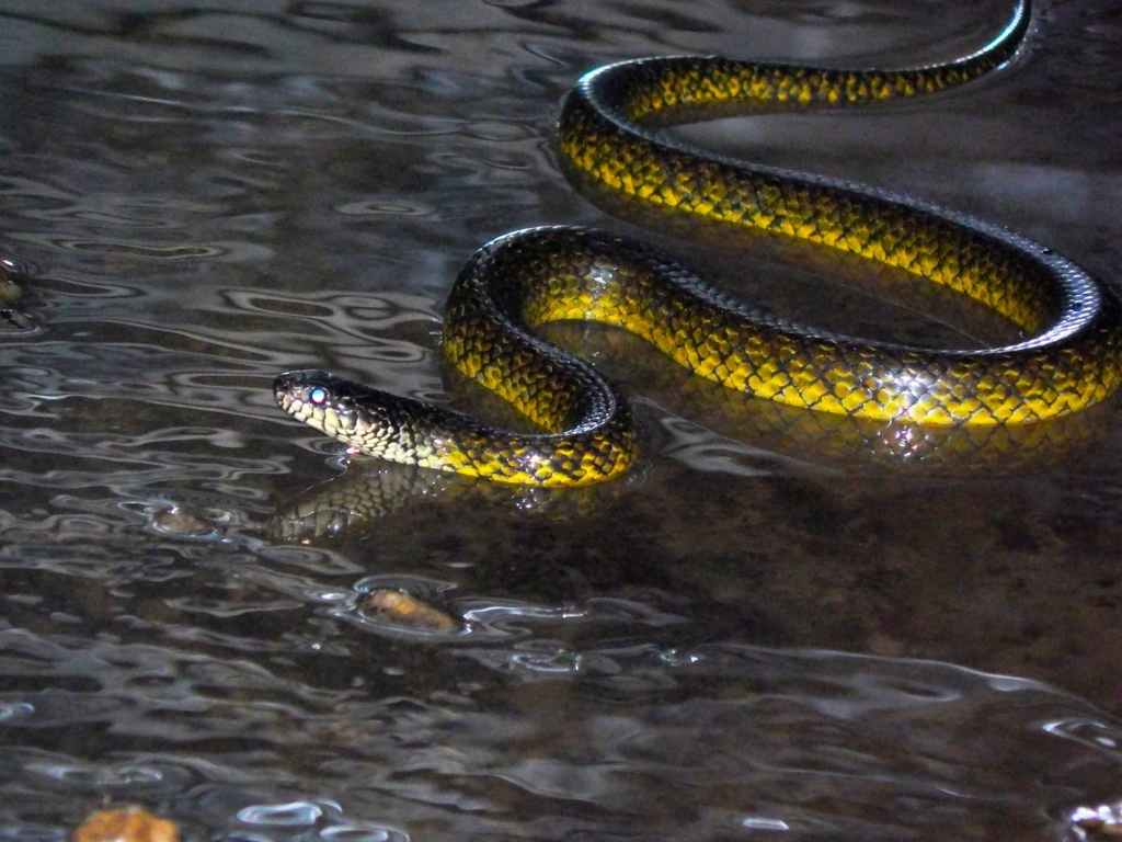Erythrolamprus cobella from Durga Trace on 23 August, 2015 at 04:32 AM ...