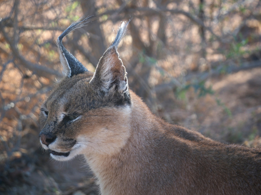 Southern and Eastern African Caracal (Caracal caracal caracal) - Know ...