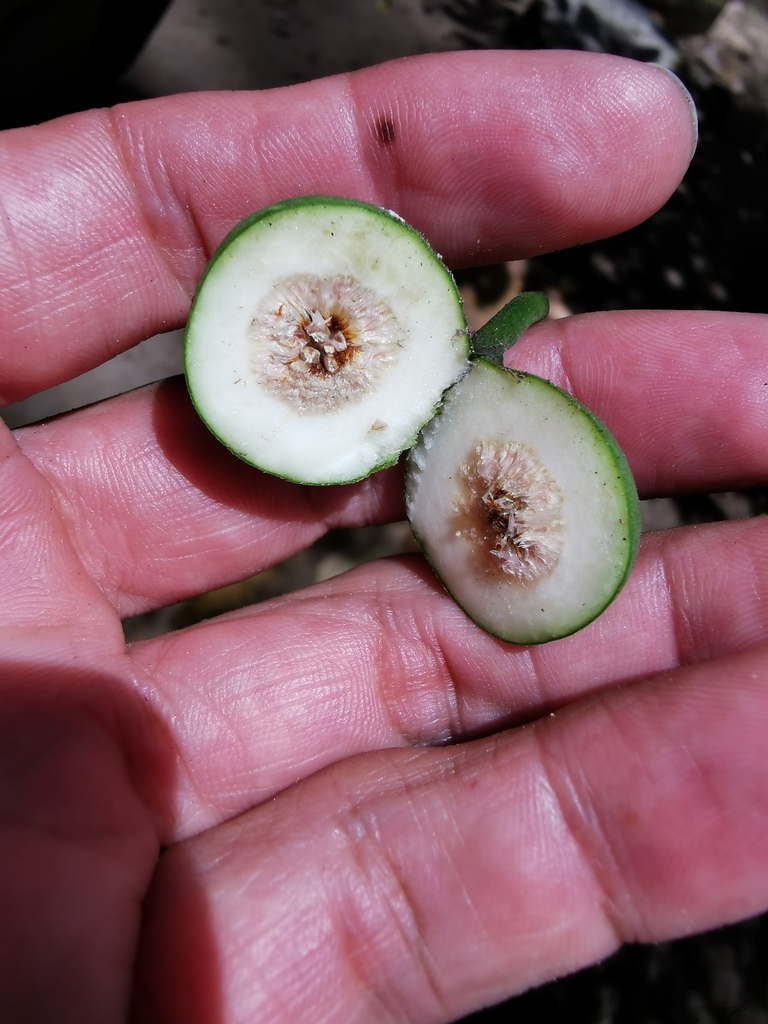 Wild Fig from Tambopata, Perú on October 19, 2019 at 11:22 AM by Carlos ...
