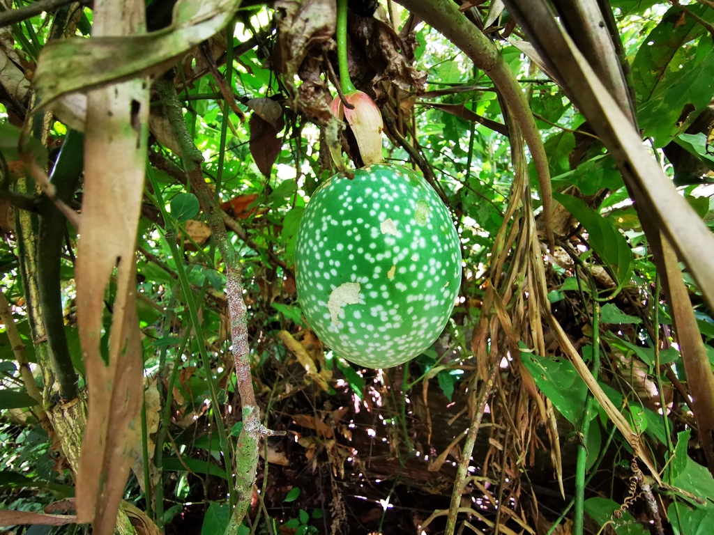 Passiflora riparia from Tambopata, Perú on October 19, 2019 at 11:39 AM ...