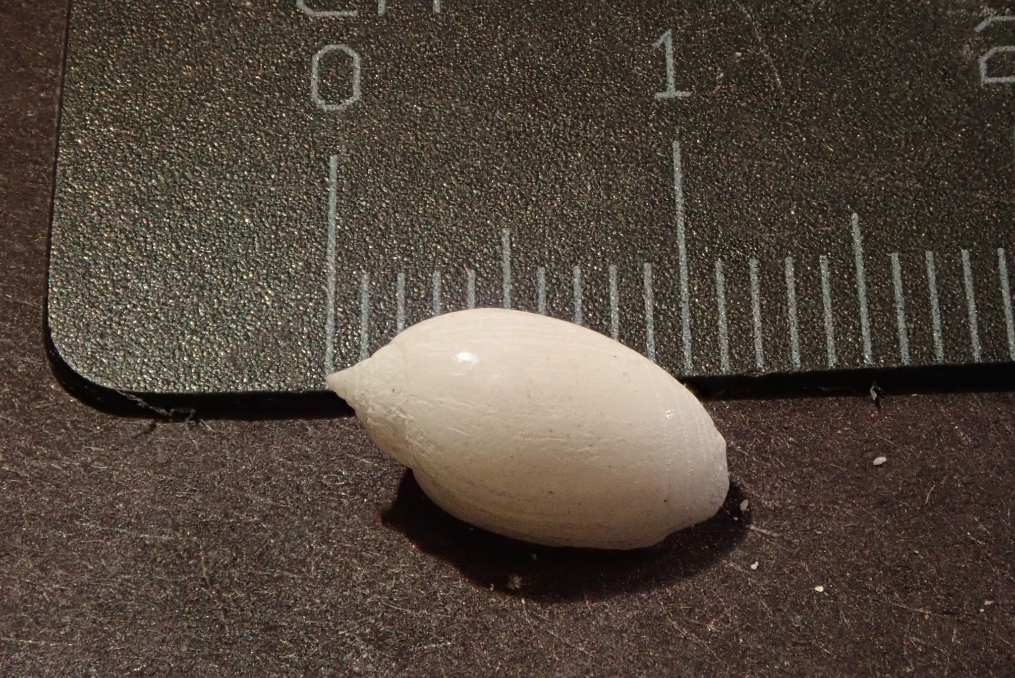 Pupa solidula (Linnaeus, 1758)